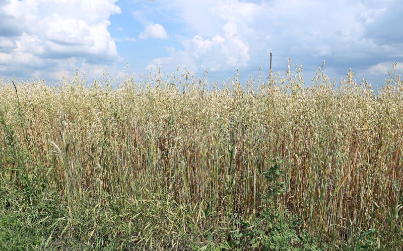 Oat field in the summer stock image. Image of cereal - 65459869