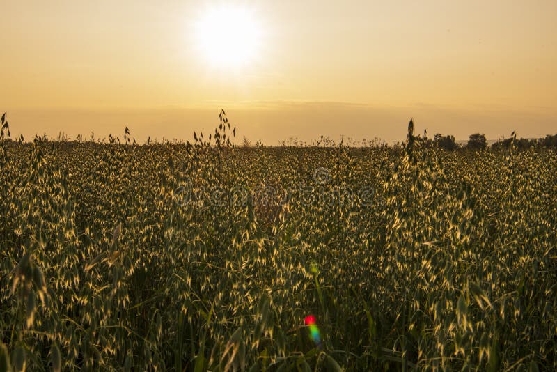 Oat field at sunset stock image. Image of nature, trees - 227404571