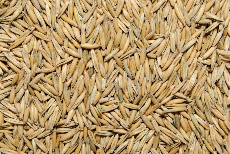 Oat grains stock image. Image of organic, seed, closeup - 12272615