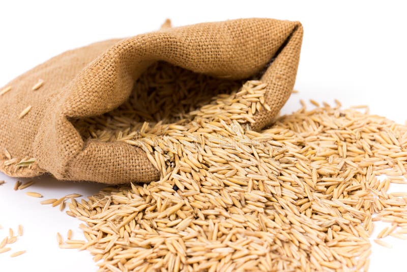 Oat Grains in a Burlap Sack Stock Image - Image of heap, cultivate ...