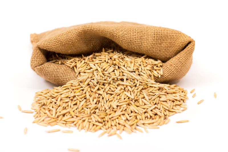 Oat grains stock photo. Image of food, breakfast, grains - 55652088