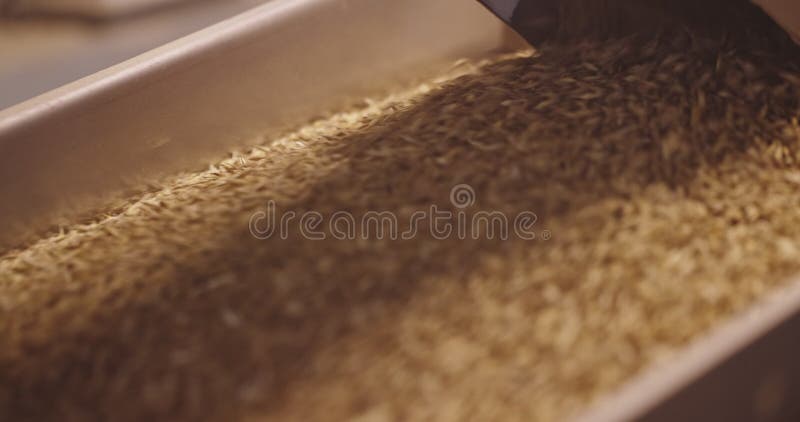 Oat Grains on Conveyor - Preparation for Agricultural Processing Stock ...
