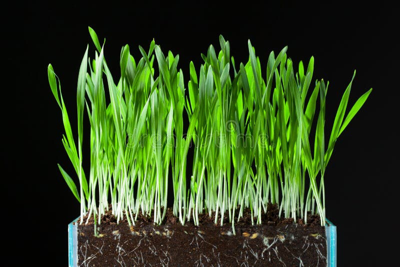 Grass with roots. stock photo. Image of plant, seedling - 91583198