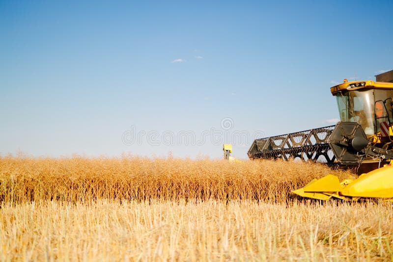 Oat harvesting on fields stock photo. Image of closeup - 74949508