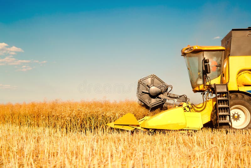 Oat harvesting on fields stock photo. Image of crop - 133766268