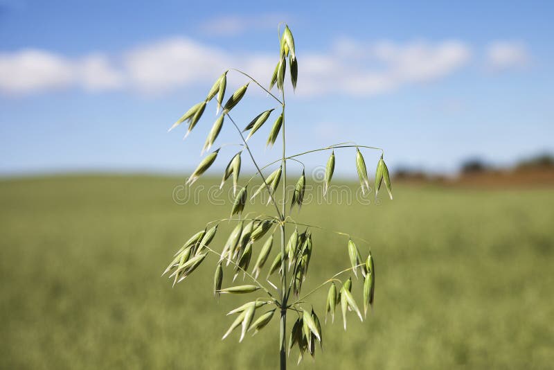 Oat plant. stock photo. Image of blue, grass, cereal - 42419852