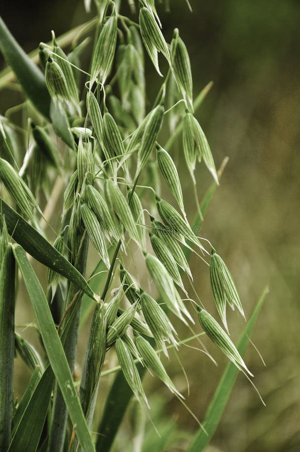 Oat plant stock photo. Image of argentina, agriculture - 55812006