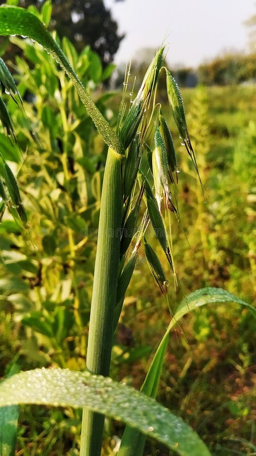 Oat plant at Village stock photo. Image of green, plant - 175494850