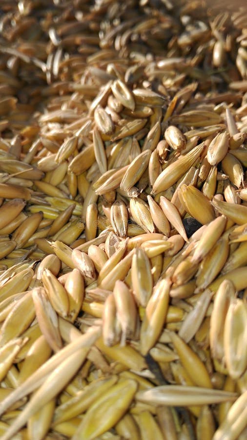 Oat Seeds stock image. Image of sowing, agriculture, seeds - 81177261