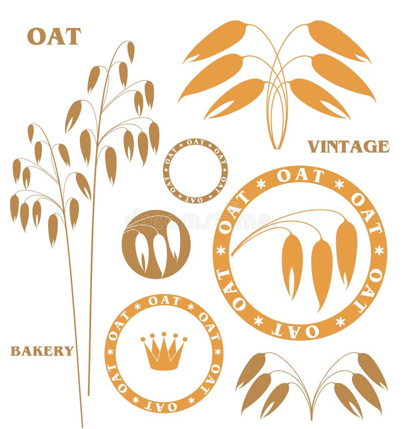 Oat stock vector. Illustration of grain, traditional - 41965012