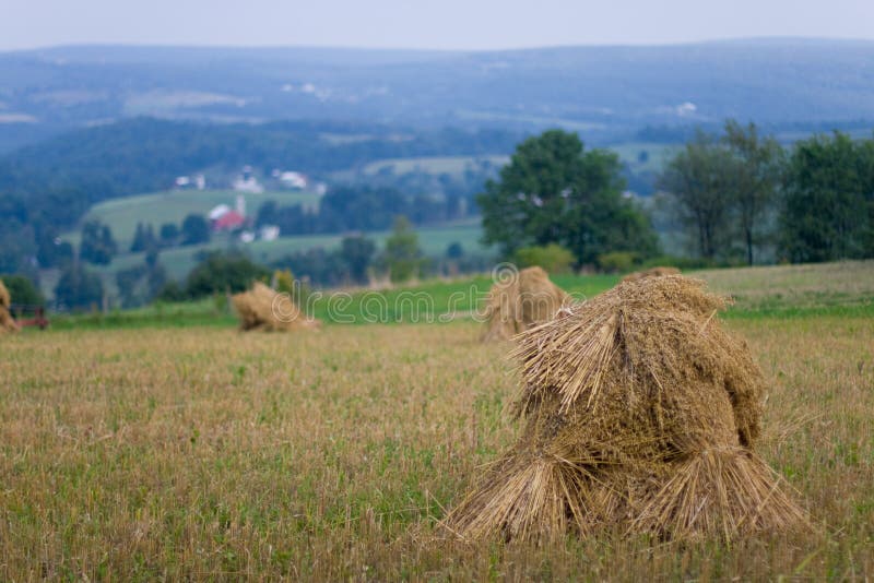 Oat Shocks in Field II stock photo. Image of amish, oats - 13202534