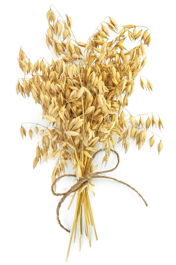 Oat stems with twine stock photo. Image of nutrition - 22395368