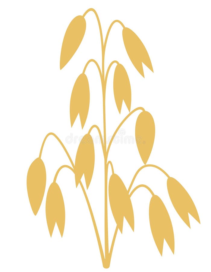 Oat stock vector. Illustration of sign, food, design - 48329905