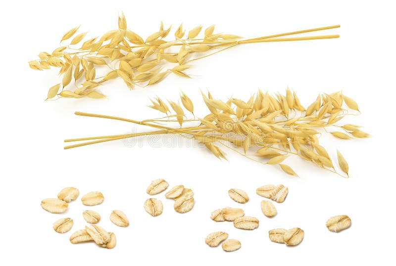 Oatmeal Set. Oat Ears and Rolled Grains Isolated on White Background ...