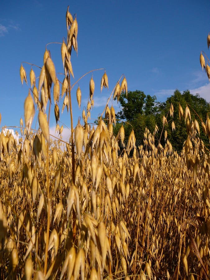 Oats stock photo. Image of farming, farm, corn, grain - 1113962