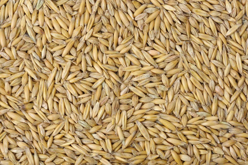 Steel Cut Oats stock image. Image of oatmeal, macro, porridge - 4463555