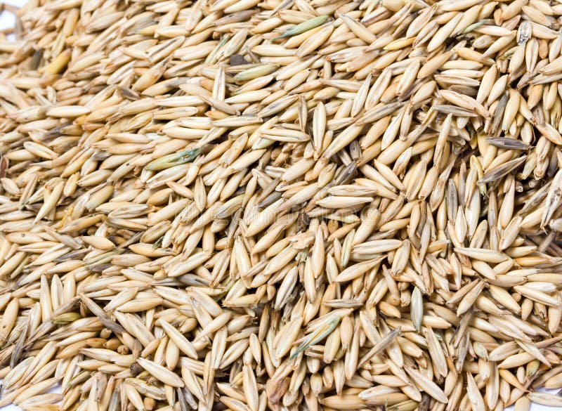 Oats stock photo. Image of ripe, food, wheat, meal, harvest - 18451004