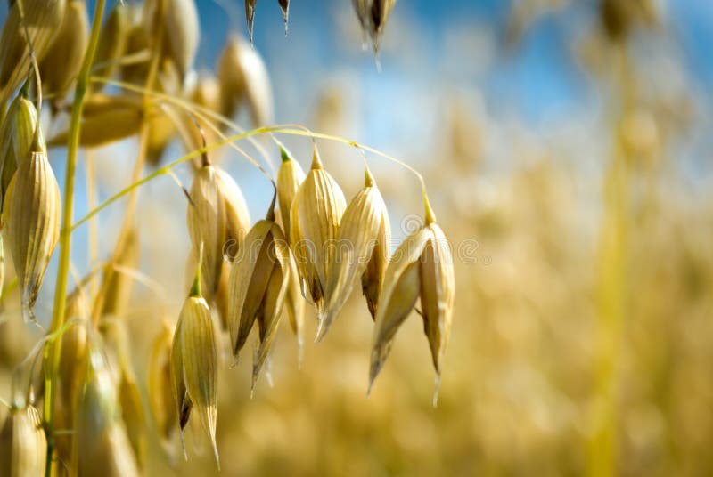 Oats stock image. Image of agricultural, blue, beauty - 20495815