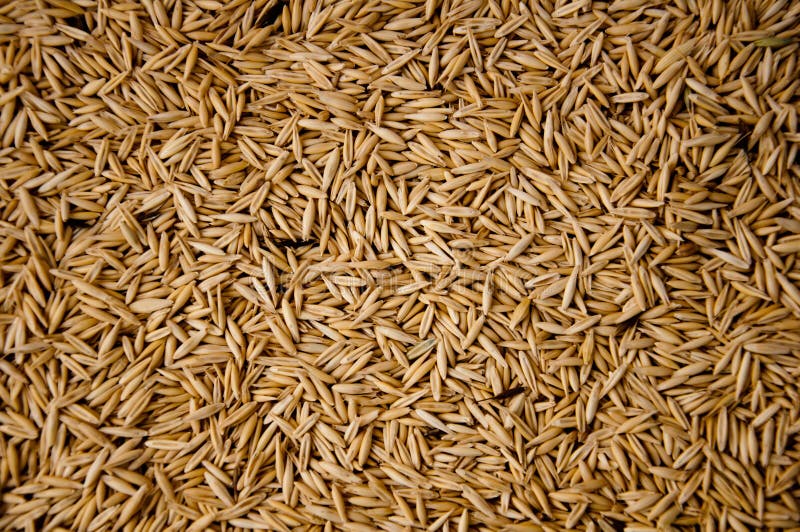 Whole Oat Horse Feed stock image. Image of staple, grain - 11726061