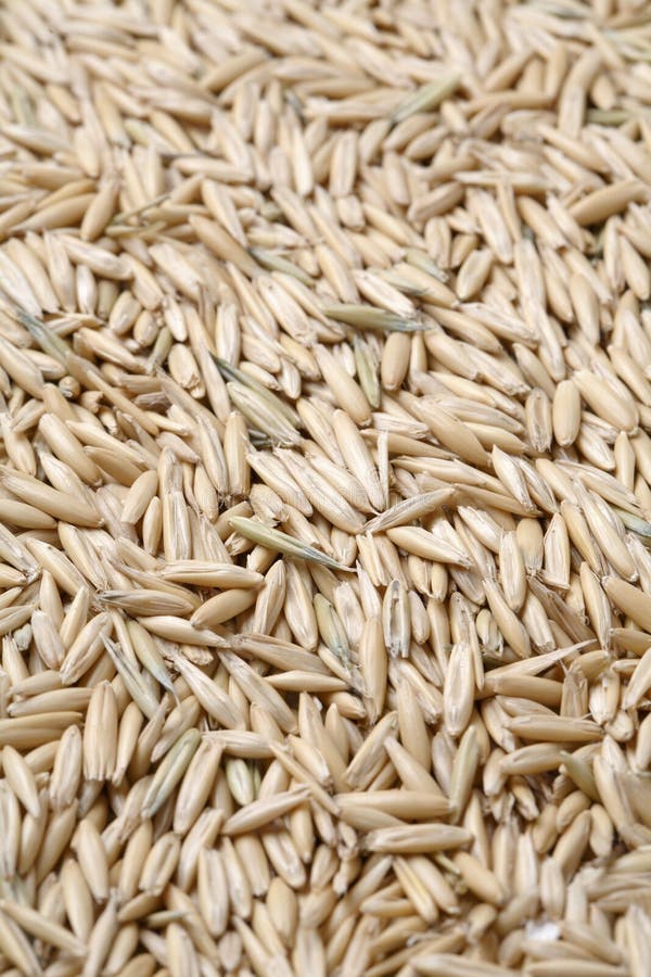 Oats stock photo. Image of husks, grains, oats, grain - 5463822