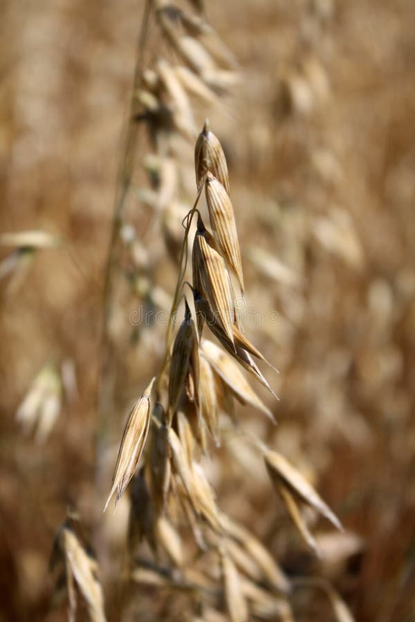 Oats stock image. Image of summer, herb, agriculture - 95200615