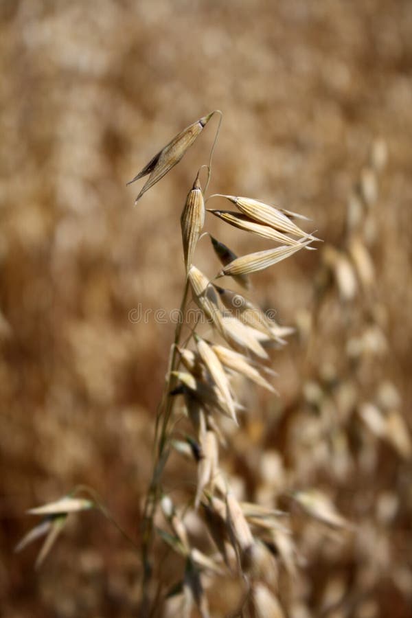 Oats stock photo. Image of sunlight, agriculture, field - 95200248