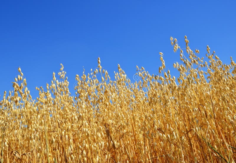 Oats field stock image. Image of farm, cultivation, country - 14642443