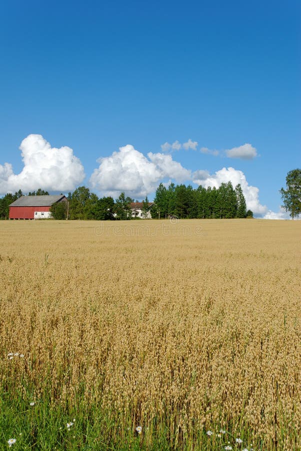 Oats Field and Farm Vertical Stock Image - Image of daisy, blue: 6161049