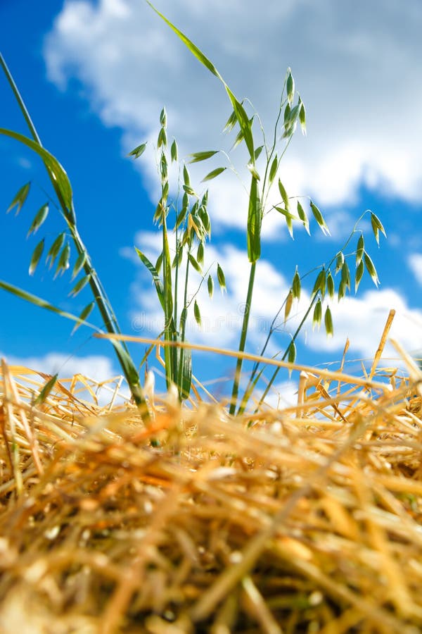 Oats field background stock photo. Image of plant, barley - 101604148