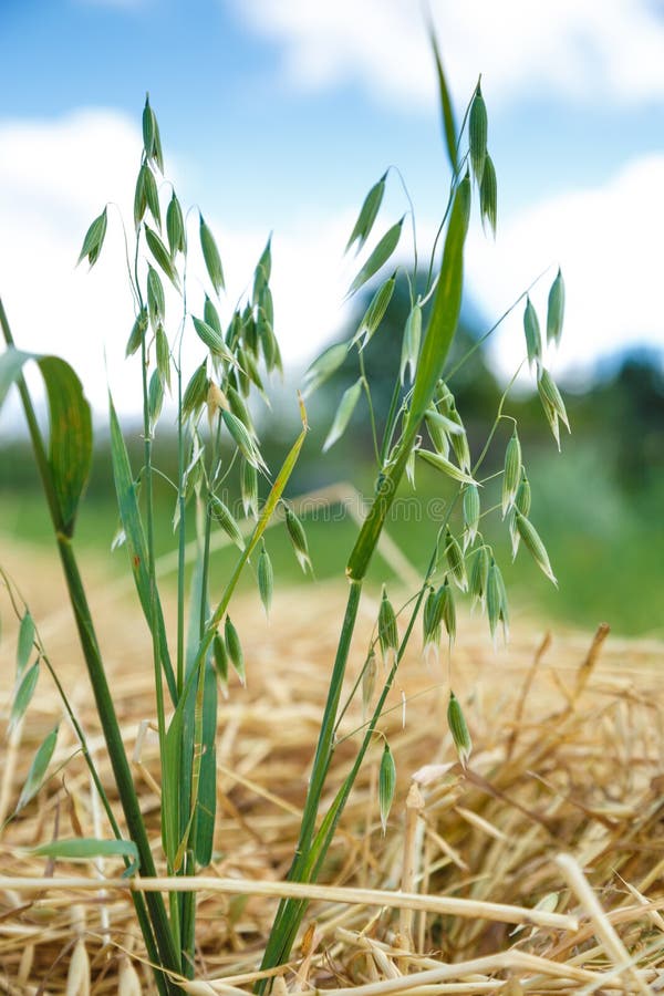 Oats field background stock photo. Image of plant, barley - 101604148