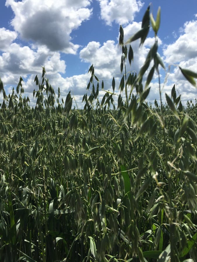 Oats field stock image. Image of nice, summertime, oats - 73776115