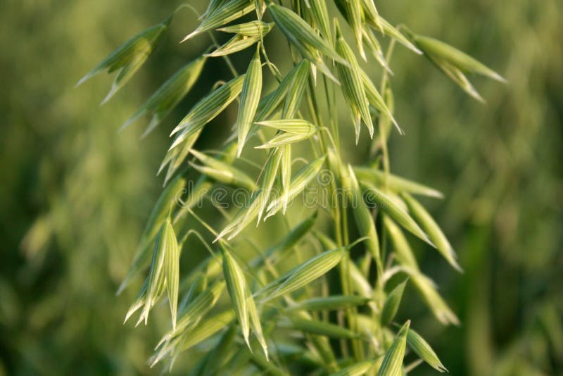 Oats stock image. Image of fresh, spring, flora, oats - 95200281