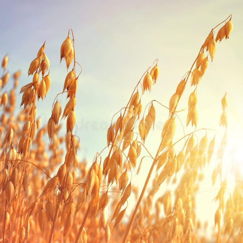 Oats field stock image. Image of area, grain, botany - 46673483