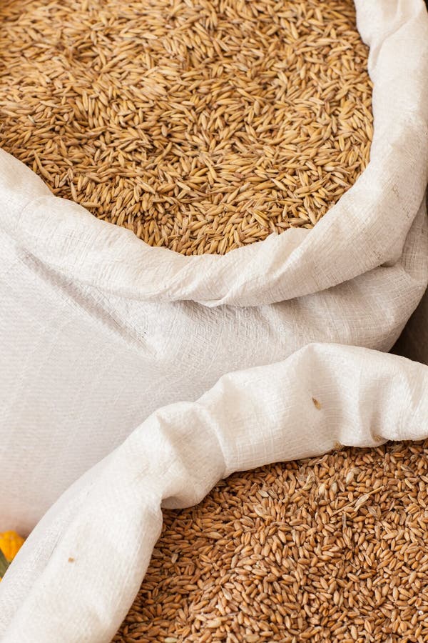 Oats grain detail stock image. Image of wood, cereal - 29057043