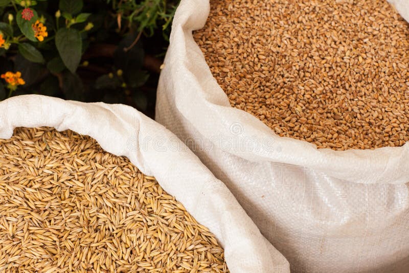 Oats grain detail stock image. Image of multicolor, food - 29057131