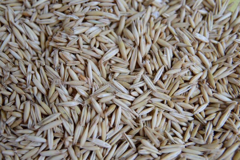 Oats Grains Close Up, Natural Texture Background, Top View Stock Photo ...