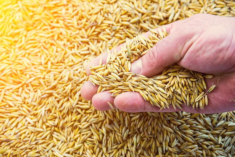 Oats in Hand, Touch the Grain Stock Image - Image of feelings, sunset ...