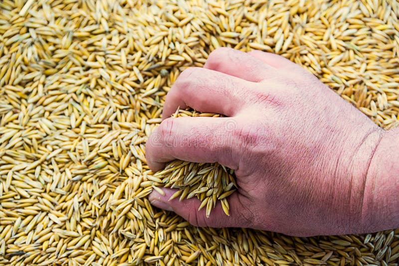 Oats in Hand, Touch the Grain Stock Photo - Image of ingredient, nature ...