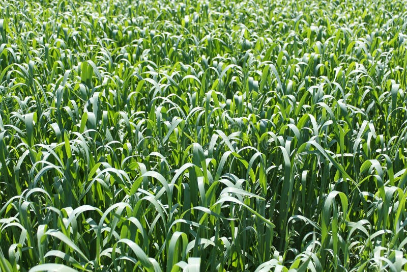Oats Rapid Vegetation before Flowering Stock Photo - Image of ...