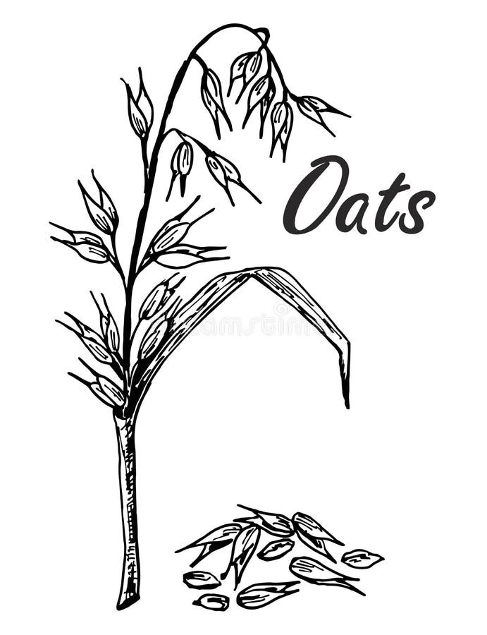 Oats Sketch. Hand Drawn, Oatmeal, Oat Grain Stock Illustration ...