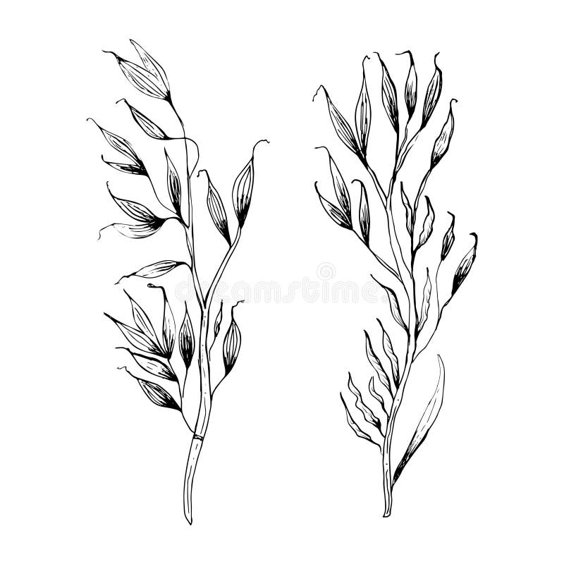 Oats Sketch Set of Branches Vector Hand Drawn Illustration Stock Vector ...