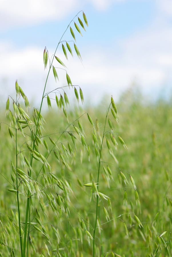 Oats spikes in the Spring stock image. Image of peasant - 4908155