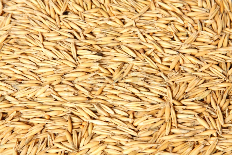 Oats (whole groats) stock image. Image of cultivated, bread - 8774315