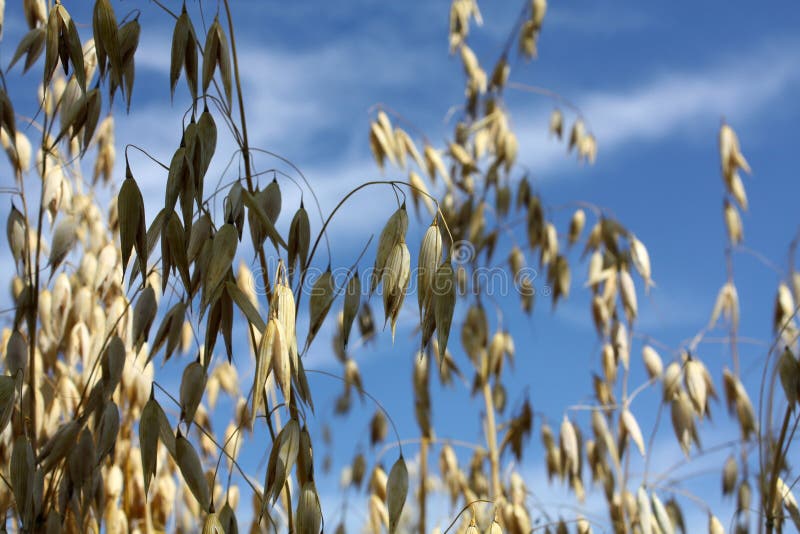 Oats stock photo. Image of oats, crop, golden, blue, agriculture - 86591484