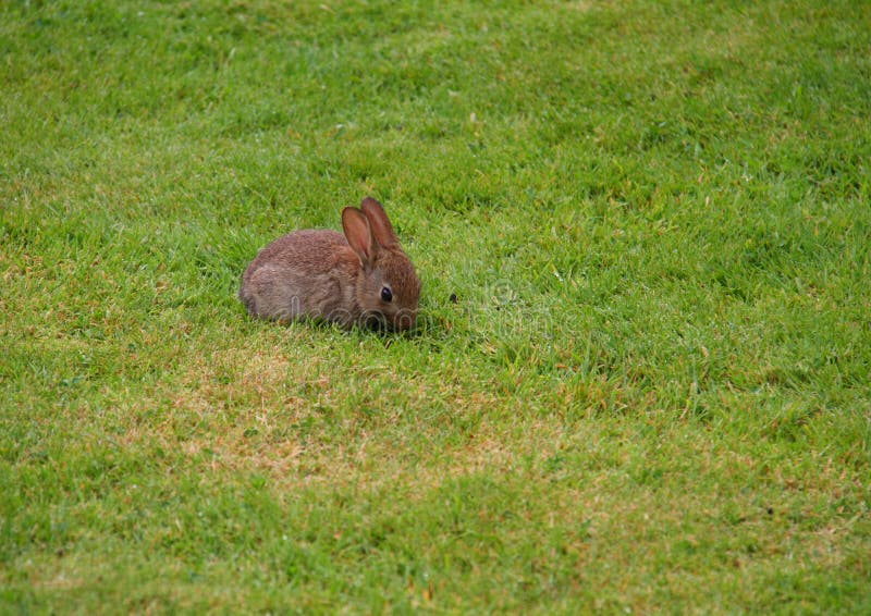 Oavbrutet tjata barn fotografering för bildbyråer. Bild av äta - 58154907