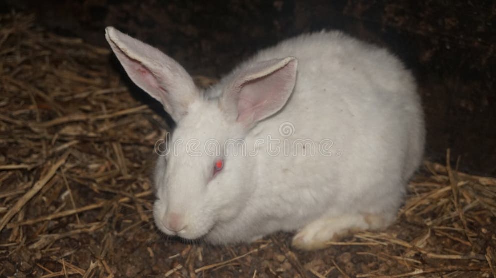 Oavbrutet tjata white arkivfoto. Bild av anhydrous, fauna - 83842982