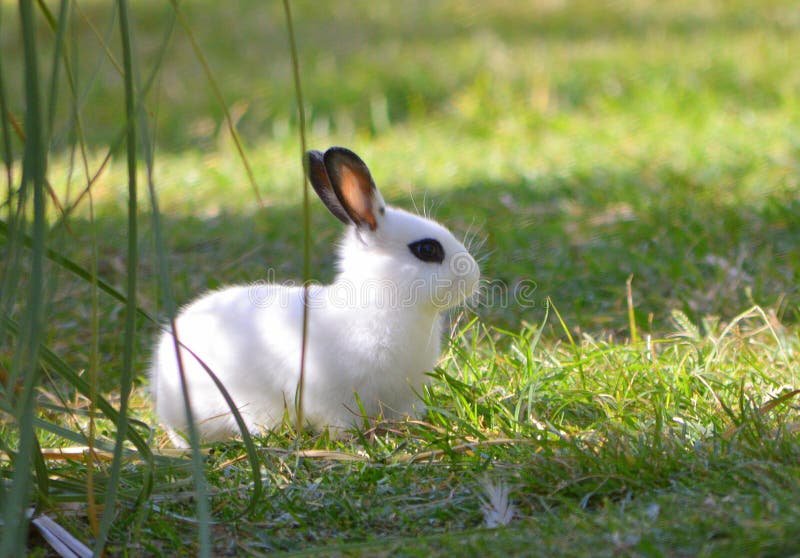 Oavbrutet tjata white arkivfoto. Bild av svart, gräs - 89542784