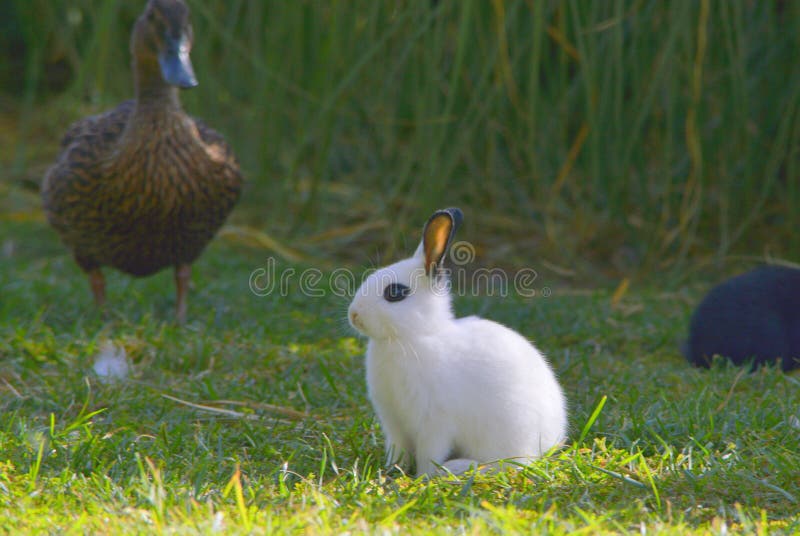 Oavbrutet tjata white arkivfoto. Bild av svart, gräs - 89542784