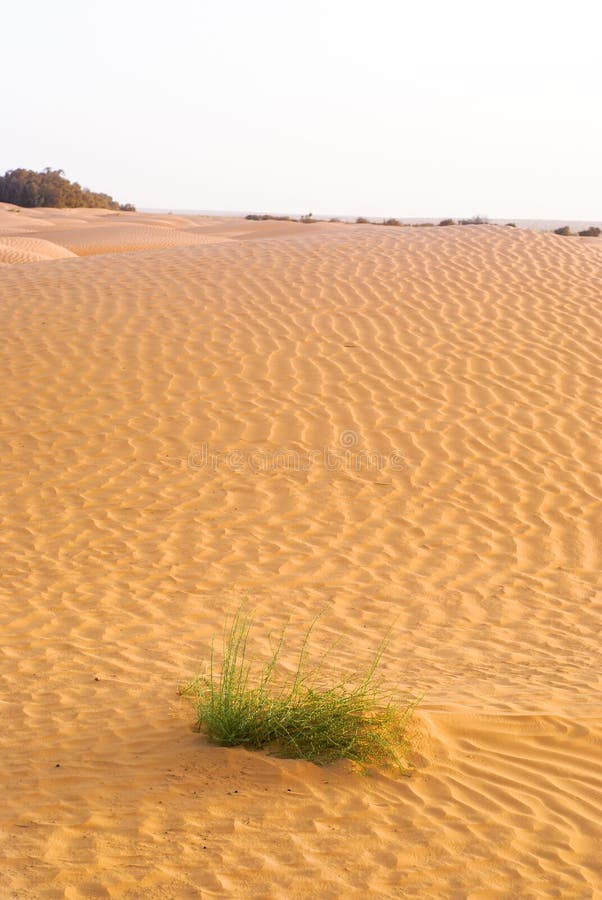 Oaza obraz stock. Obraz złożonej z relaksuje, arabel - 11069827