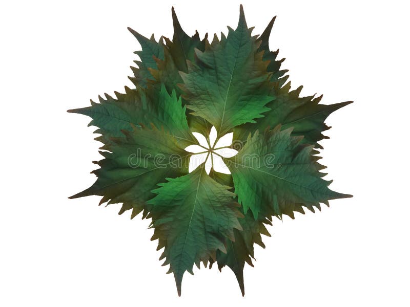 Oba Leaves on White Background Stock Image - Image of caparison, dress ...